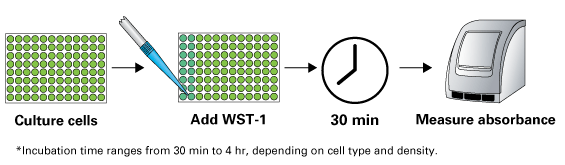 WST-1 Cell Proliferation Assay Kit WST-1 Cell Proliferation Assay Kit